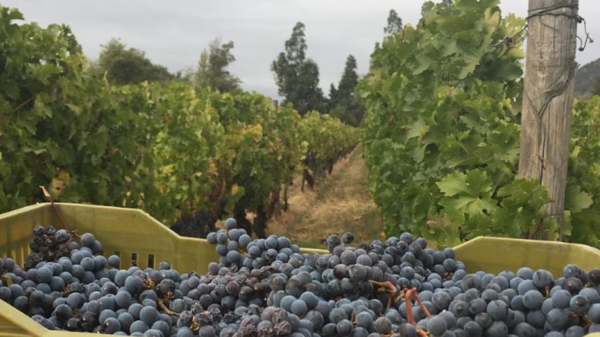 Vinícola chilena busca qualidade de Bordeaux a preços acessíveis ...